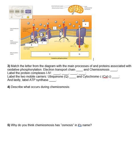 Cellular Respiration Mitochondria Function