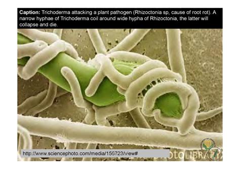 Production And Utilization Of Trichoderma