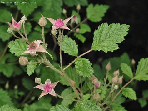 Rubus Parvifolius