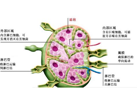正常人体淋巴结解剖图 人体解剖图 医学图库