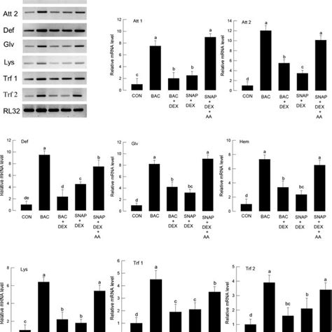 Tollimd Signaling Of S Exigua And Specific Amps A Specific Rna
