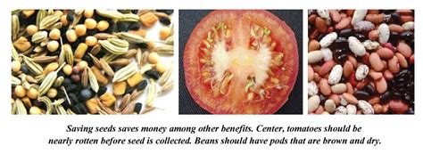 Seed Saving Natures Way Resources