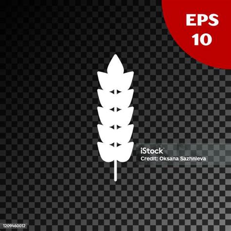 투명 한 어두운 배경에 고립 된 쌀 밀 옥수수 귀리 호밀 보리 아이콘으로 설정 된 흰색 시리얼 밀 빵 기호의 귀입니다 벡터 일러스트레이션 건강한 식생활에 대한 스톡 벡터