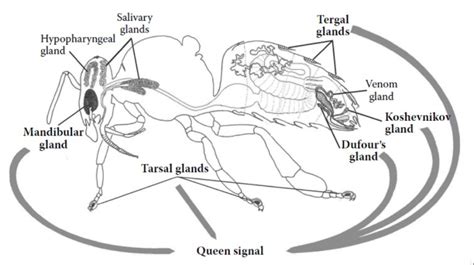 Pheromones Bee Culture