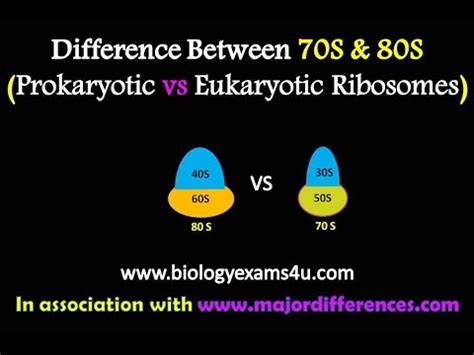Difference Between Prokaryotic Ribosomes And Eukaryotic Ribosomes Difference Wiki