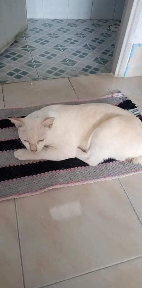 ประกาศแมวหาย อำเภอกระนวน กระนวนของเรา เรารักอ กระนวน