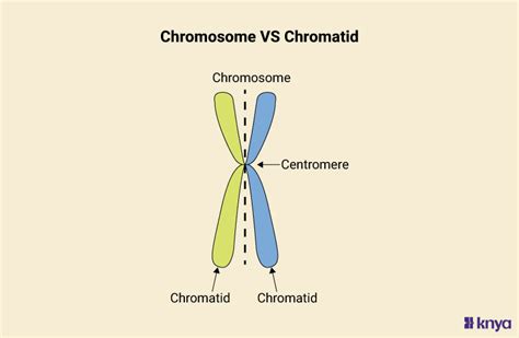 Chromosomes Vs Chromatids Vital Differences Knya