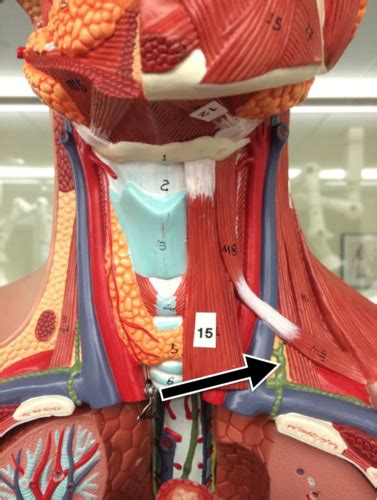 Lymphatic System Lab Flashcards Quizlet