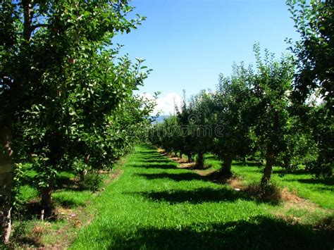 Apple Orchard Stock Image Image Of Apple Grass Trees 5229287