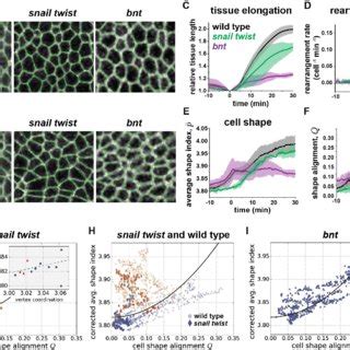 Cell Shape And Cell Shape Alignment Together Predict The Onset Of Cell Download Scientific