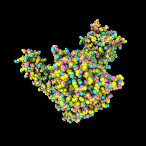 Molecular Structure Of The Tetanus Neurotoxin Produced By Clostridium