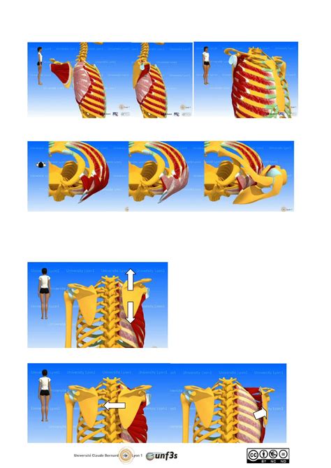 L`articulation Scapulo Thoracique