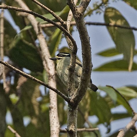 Yellow Throated Tinkerbird Pogoniulus Subsulphureus Photo Call And Song