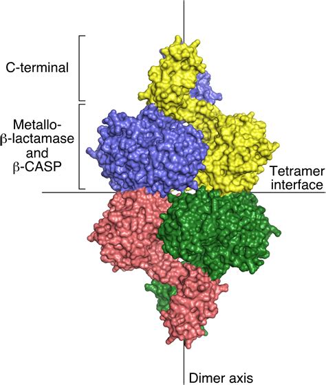 Ribonuclease J How To Lead A Double Life Structure