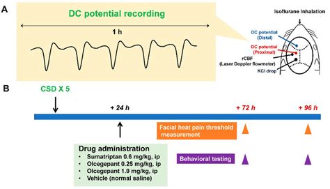 Schematic Representation Depicting Experimental Design And Csd Download Scientific Diagram