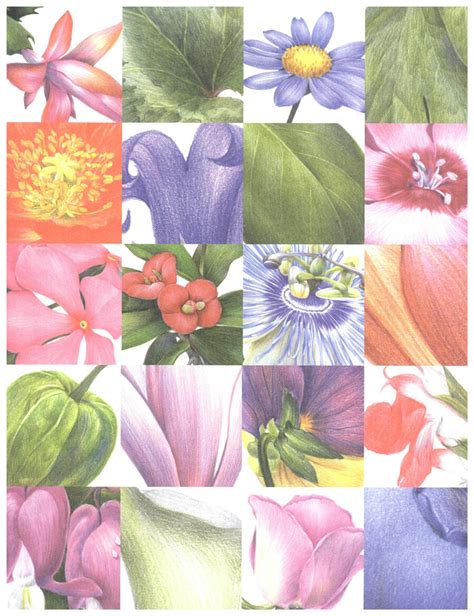 알라딘 미리보기 보태니컬 아트 쉽게 하기 색연필 컬러링 편