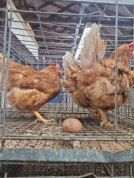 3 Isa Brown Laying Hens 10 Mos Old Rogers Community Auction Inc