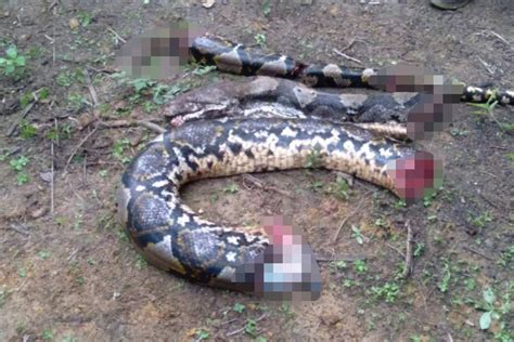 Grandmother Eaten Alive By 22 Foot Python As Corpse Cut From Serpents Stomach The Mirror