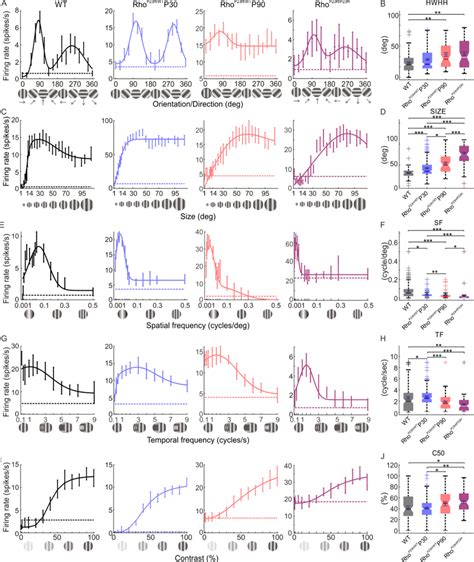 Altered V Neuron Tuning Properties In Rho P H WT Mice A Download Scientific Diagram