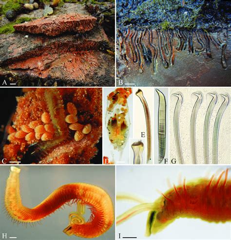 Habitat Reproduction And Morphology Of Boccardia Proboscidea From Download Scientific Diagram