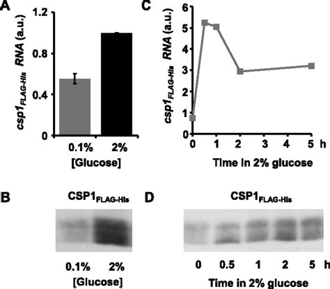 Metabolic compensation of the Neurospora clock by a glucose-dependent ...