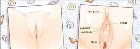 Sexual Anatomy Zb Porn