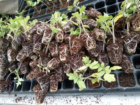 Seedling Propagation In Nigeria Improved Production Practice 2scale