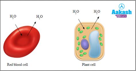 Plasmolysis In Biology Definition Types And Importance Of Plasmolysis Aesl