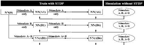 Network Training With Stdp And Simulation Without Stdp Download