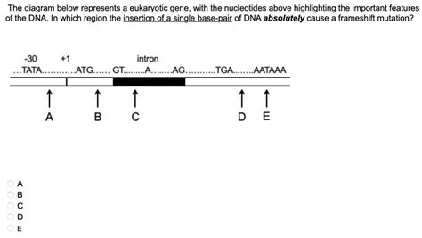 Solved The Diagram Below Represents A Eukaryotic Gene With The