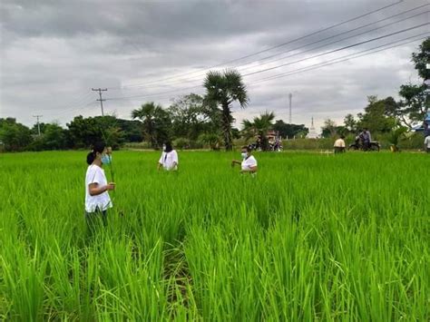 ရွှေဘိုခရိုင် ဝက်လက်မြို့နယ်တွင် ကိုဗစ် ၁၉ စီးပွားရေးကုစားမှု Cerp အစီအစဉ်အရ စိုက်ပျိုး ထားသည့