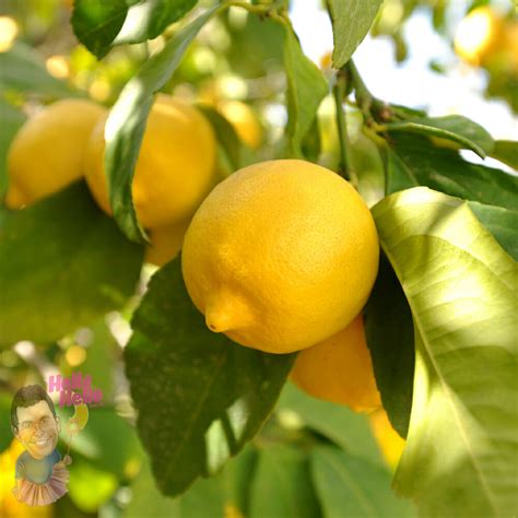 Citrus Eureka Lemon Tree 4l Hello Hello Plants