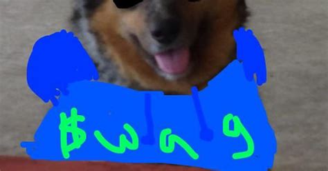 My Friends Corgi Aussie Shepherd Mix Is Going Through A Phrase Right