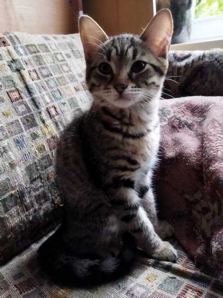 Котятам 3 месяца 2 кошки 1 кот К лотку приучены Мкр н Широкая речка 2025 Друг66 Объявления