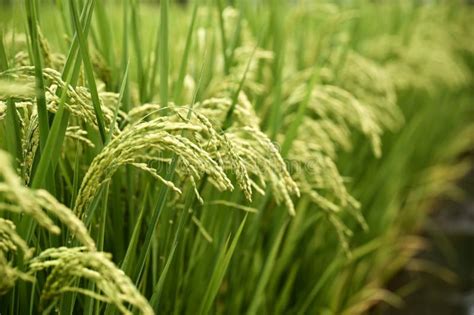 Rice Spikelet Formation A Crucial Stage For Rice Growth Yield And