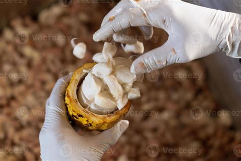 Cocoa Beans Stock Photos Images And Backgrounds For Free Download