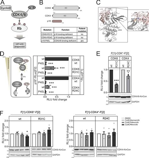 Impact Of Protein And Small Molecule Interactions On Kinase Conformations Elife