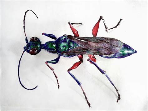 Emerald Cockroach Wasp Ballpoint Free Photo On Pixabay Pixabay
