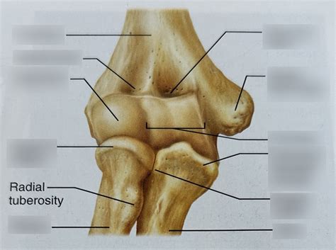 Anterior View Of Elbow Diagram Quizlet