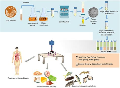 Frontiers Tracking The Phage Trends A Comprehensive Review Of Applications In Therapy And