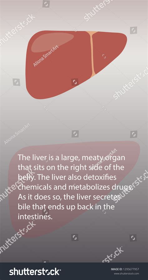 Liver Function Vector Internal Organs Functions Stock Vector Royalty Free 1295677957