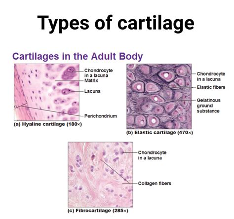 Cartilage Cells Types Structure Examples Functions