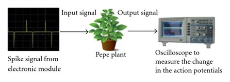 Hierarchy Of System For Experiment Ii Download Scientific Diagram