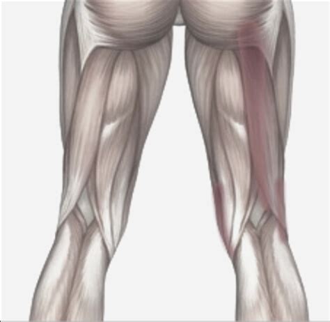 What Is Proximal Hamstring Tendinopathy And Why Should I Care Run Training Resources