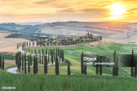 곡선 도로와 사이프러스 이탈리아와 유명한 토스카나 풍경을 통해 일출 경치 고요한 장면에 대한 스톡 사진 및 기타 이미지 고요한 장면 여름 초원 Istock
