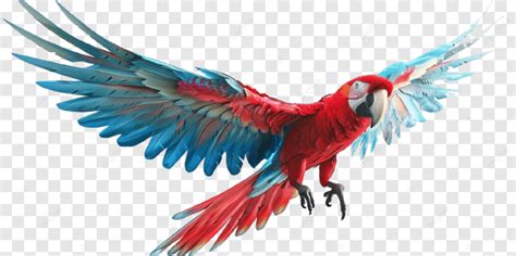 Guacamaya Roja Volando Con Las Alas Extendidas Creadas Png Dibujos