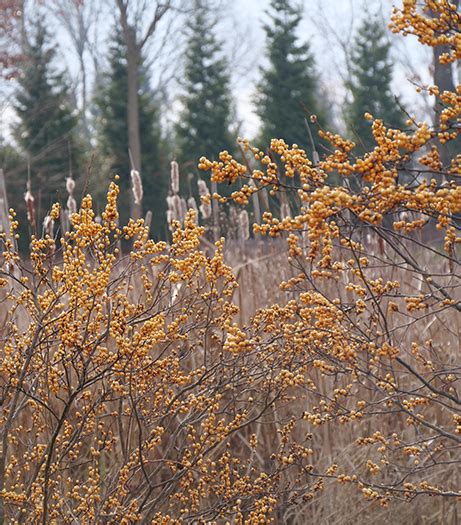 Winterberry Holly Guide For Colorful Berries