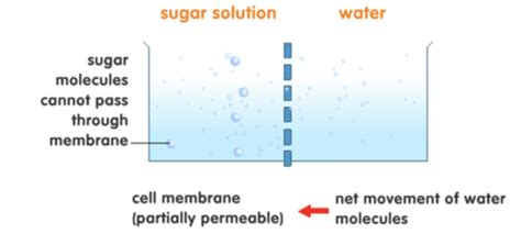 Osmosis Flashcards Quizlet