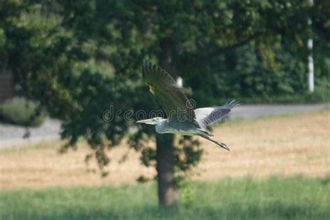 Bird Ecosystem Fauna Wildlife Picture Image 132351784