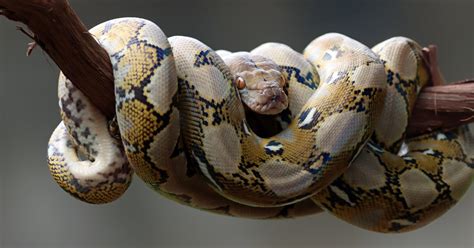 Pet Python Safety Snake Care Tips For Pet Owners
